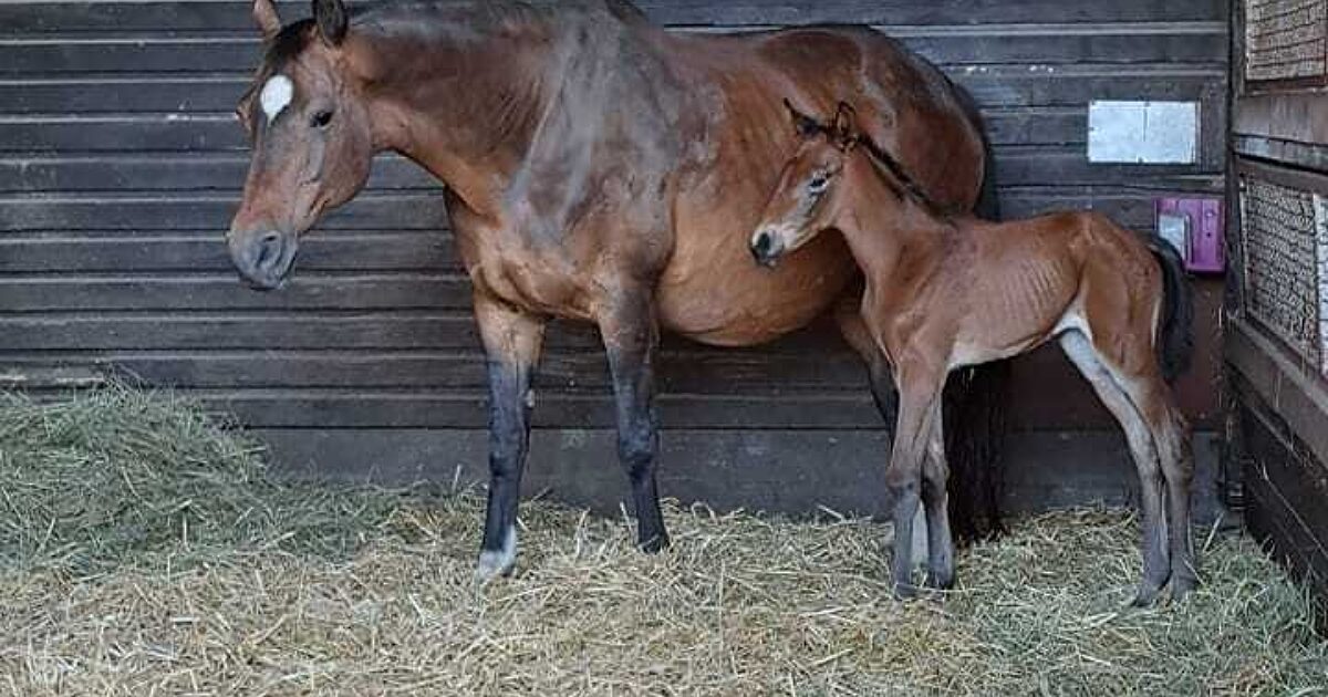 Hörstein: Stute hat gesundes Fohlen nach Feuerwehr-Einsatz