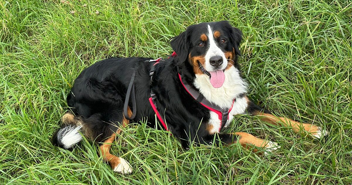 Größtes Berner Sennenhunde-Treffen Deutschlands in Sailauf