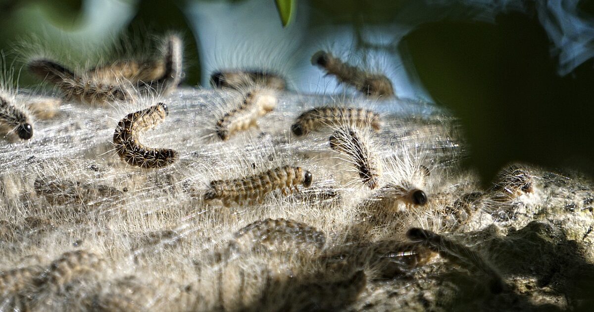 Großkrotzenburg: Sperrung wegen des Eichenprozessionsspinners